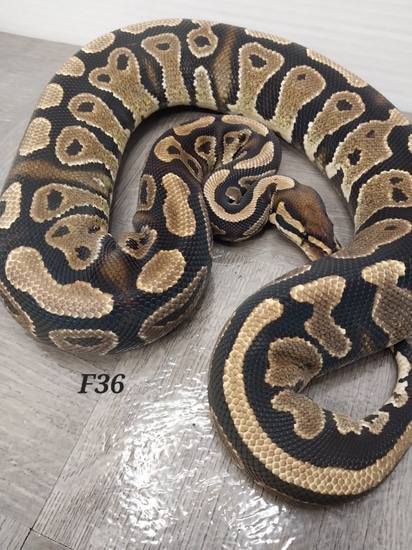 Gravel Ball Python by JTC Exotics