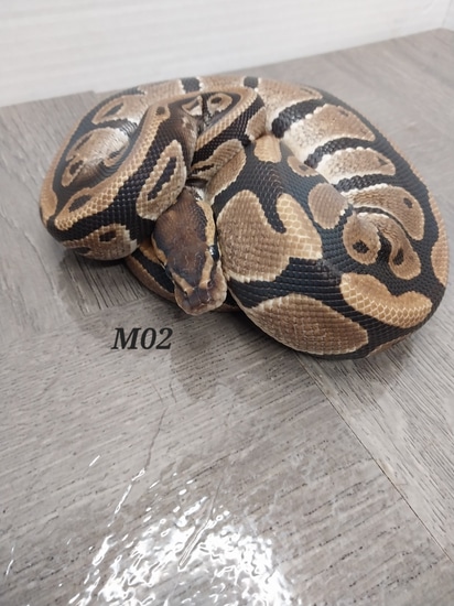 Het Albino Het Pied Ball Python by JTC Exotics