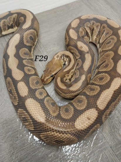 Black Pastel Ball Python by JTC Exotics