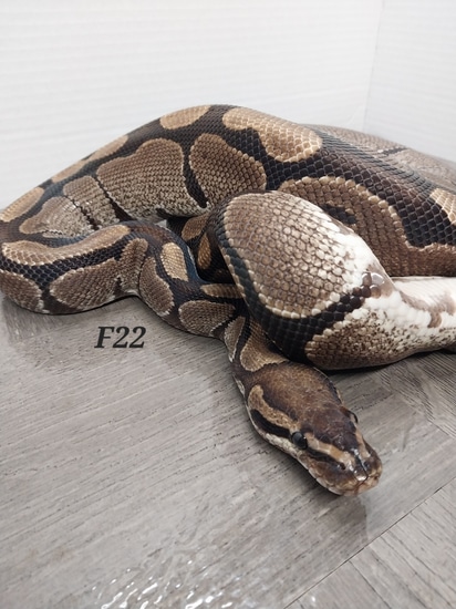 Normal Ball Python by JTC Exotics