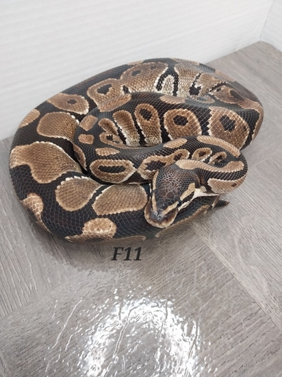 Normal Ball Python by JTC Exotics