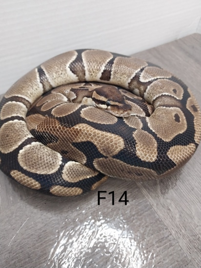 Normal Ball Python by JTC Exotics