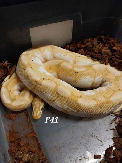 Banana Enchi Spider Subadult Female Ball Python by JTC Exotics