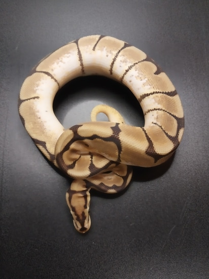 Orange Dream Spider Pos Het Clown Male Ball Python by JTC Exotics