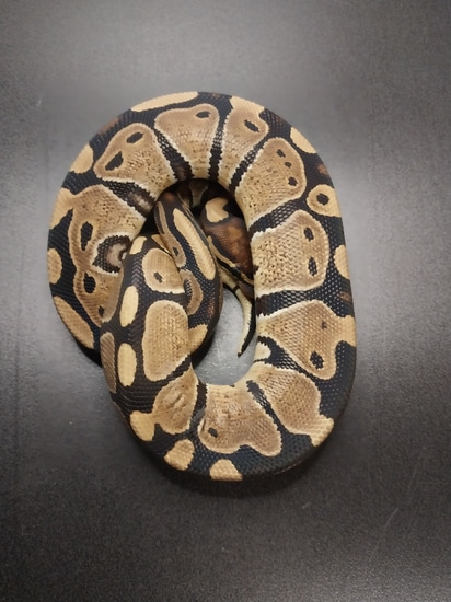 Normal Pos Het Clown Female Ball Python by JTC Exotics
