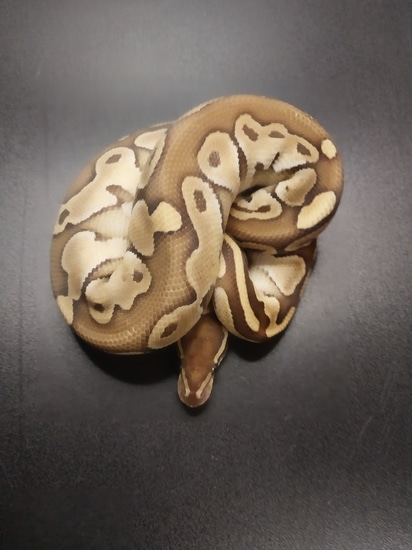 Butter Pos Het Clown Male Ball Python by JTC Exotics