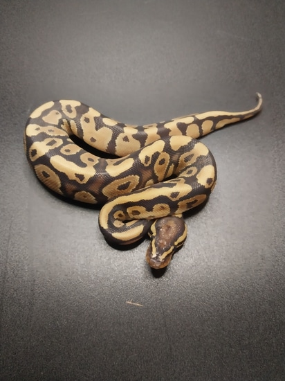 Sauce Ball Python by JTC Exotics