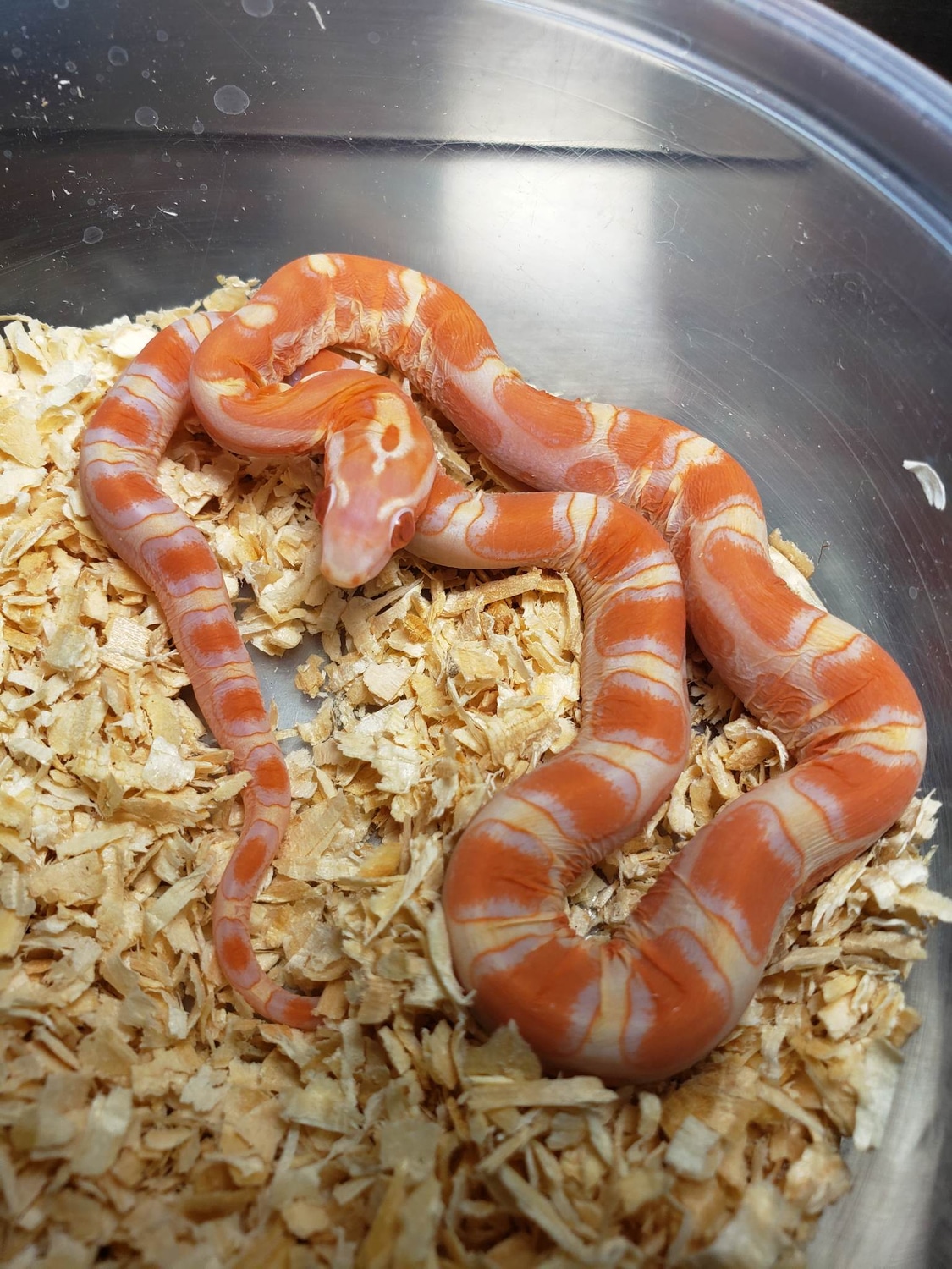 Amel Scaleless (66%pos Het Caramel, 66% Pos Het Anery) Pos Het Motley ...