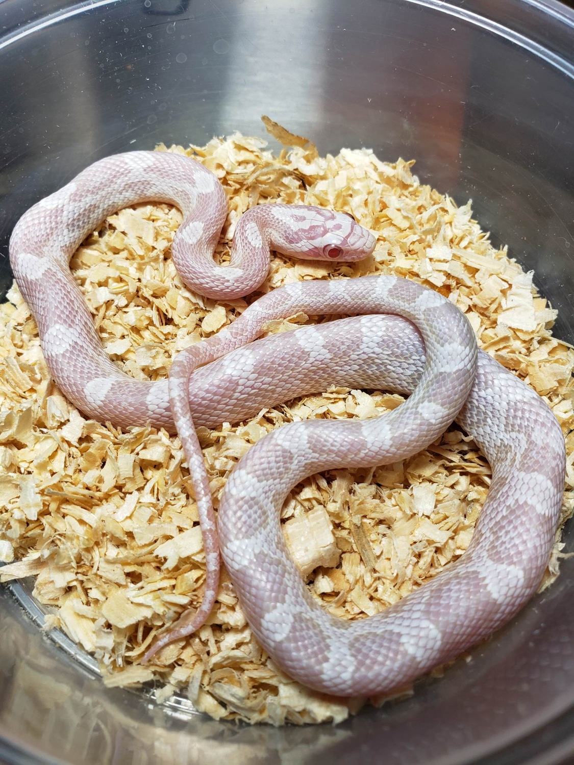 2022 Female Snow 66% Het Scaleless Corn Snake by Independent Snake ...