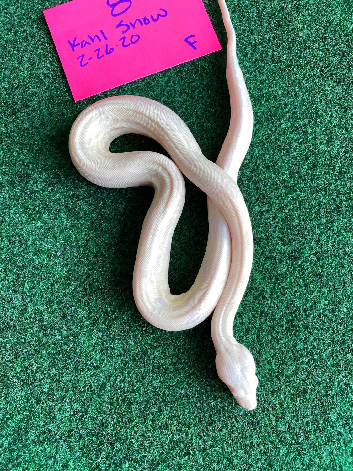 Kahl Snow Boa Constrictor by Grant Family Exotics - MorphMarket