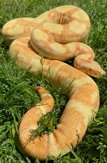 Lipstick Line Sunglow Boa Constrictor by Grant Family Exotics