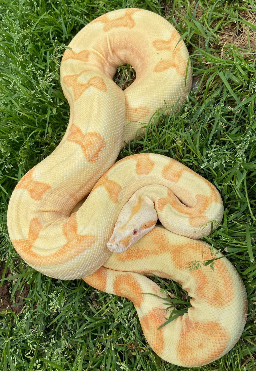 (Junglow) Jungle Sunglow Boa Constrictor by Grant Family Exotics ...