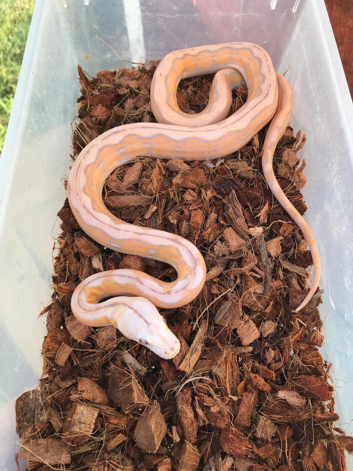 Purple Motley Tiger Reticulated Python by Grant Family Exotics ...