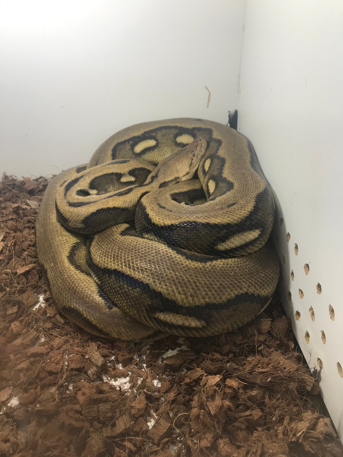 Sunfire Tiger Reticulated Python by Grant Family Exotics - MorphMarket
