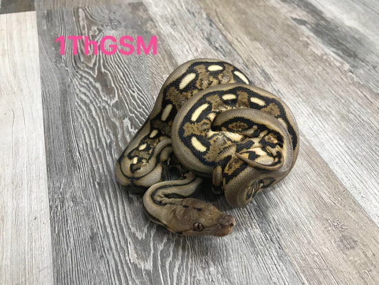 Tiger Het Genetic Stripe Reticulated Python by Grant Family Exotics