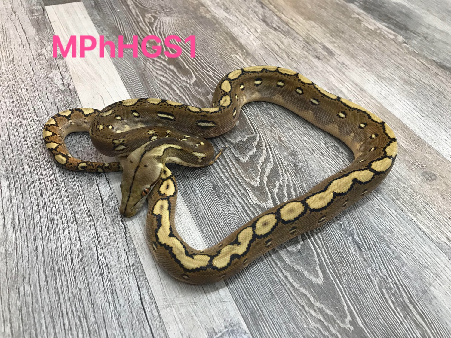 Phantom Het Genetic Stripe Reticulated Python by Grant Family Exotics ...