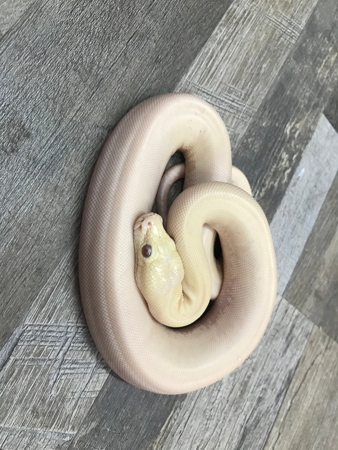 Blizzard Het Granite Burmese Python by Grant Family Exotics - MorphMarket