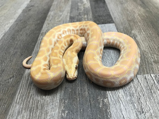 Pearl Het Granite Burmese Python by Grant Family Exotics