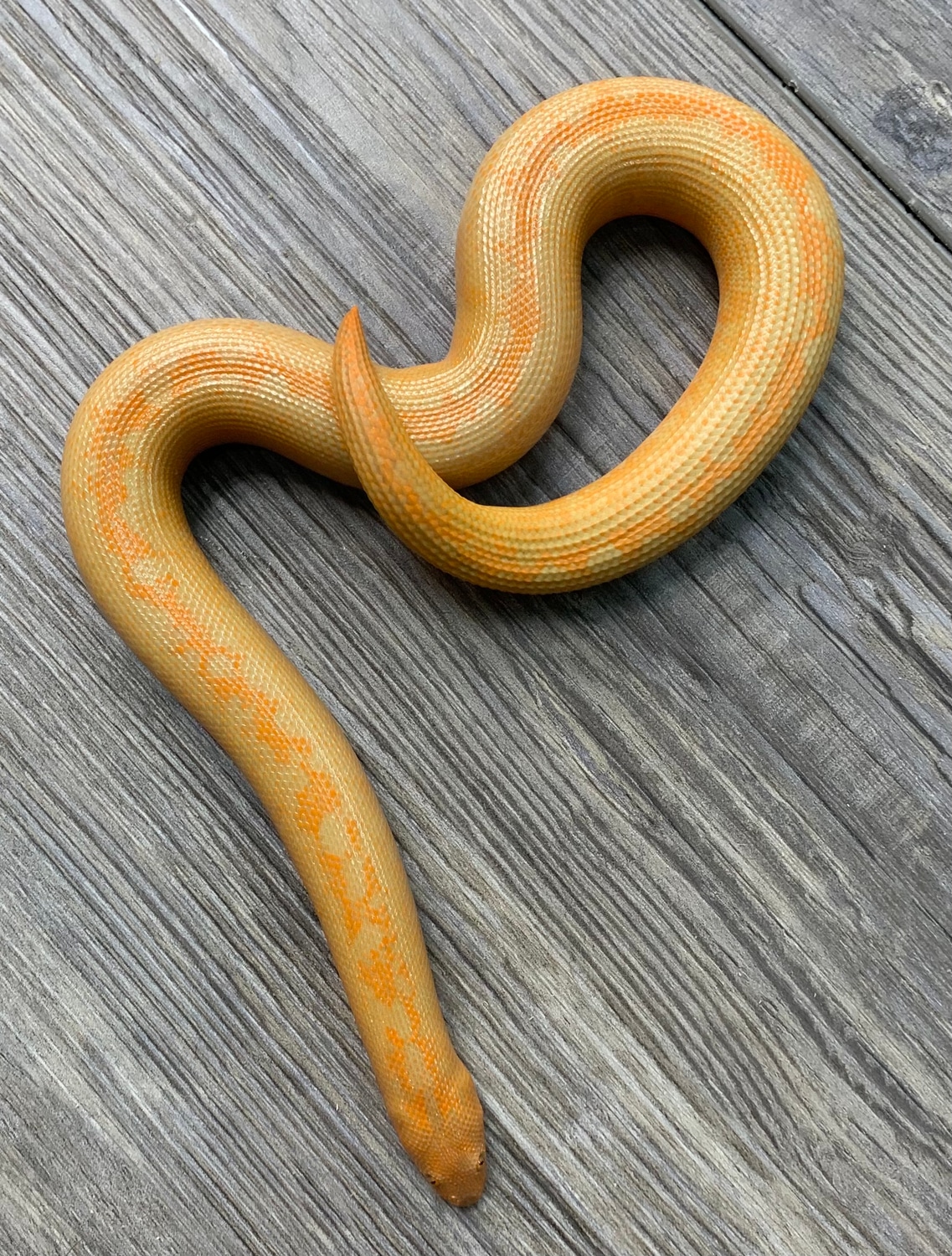 Stripe Albino Kenyan Sand Boa by Grant Family Exotics - MorphMarket