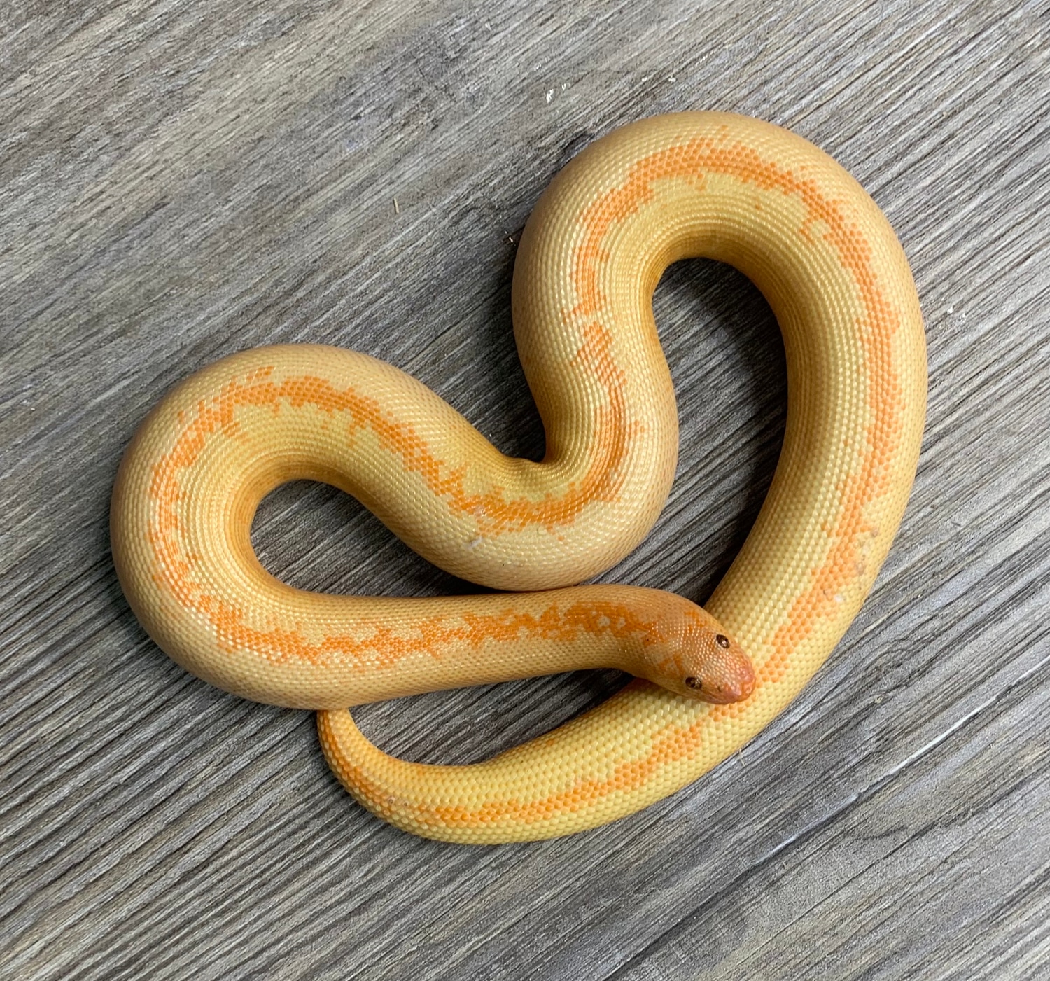 Albino Stripe Kenyan Sand Boa by Grant Family Exotics - MorphMarket