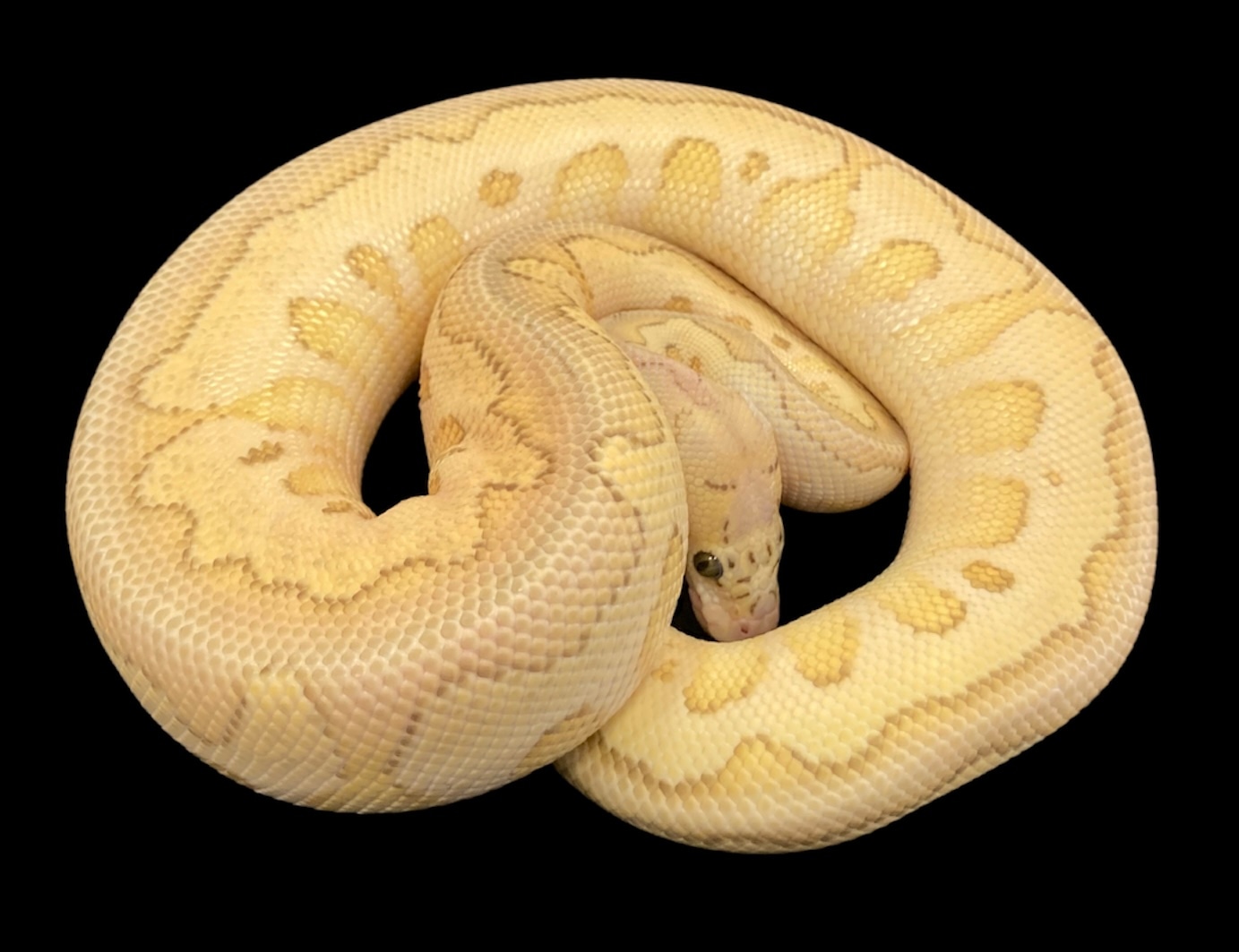 Hypo/Clown Group Ball Python by Grant Family Exotics - MorphMarket