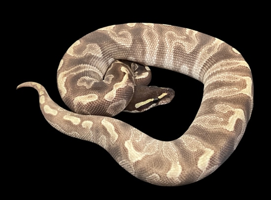 GHI Enchi Phantom Ball Python by Grant Family Exotics