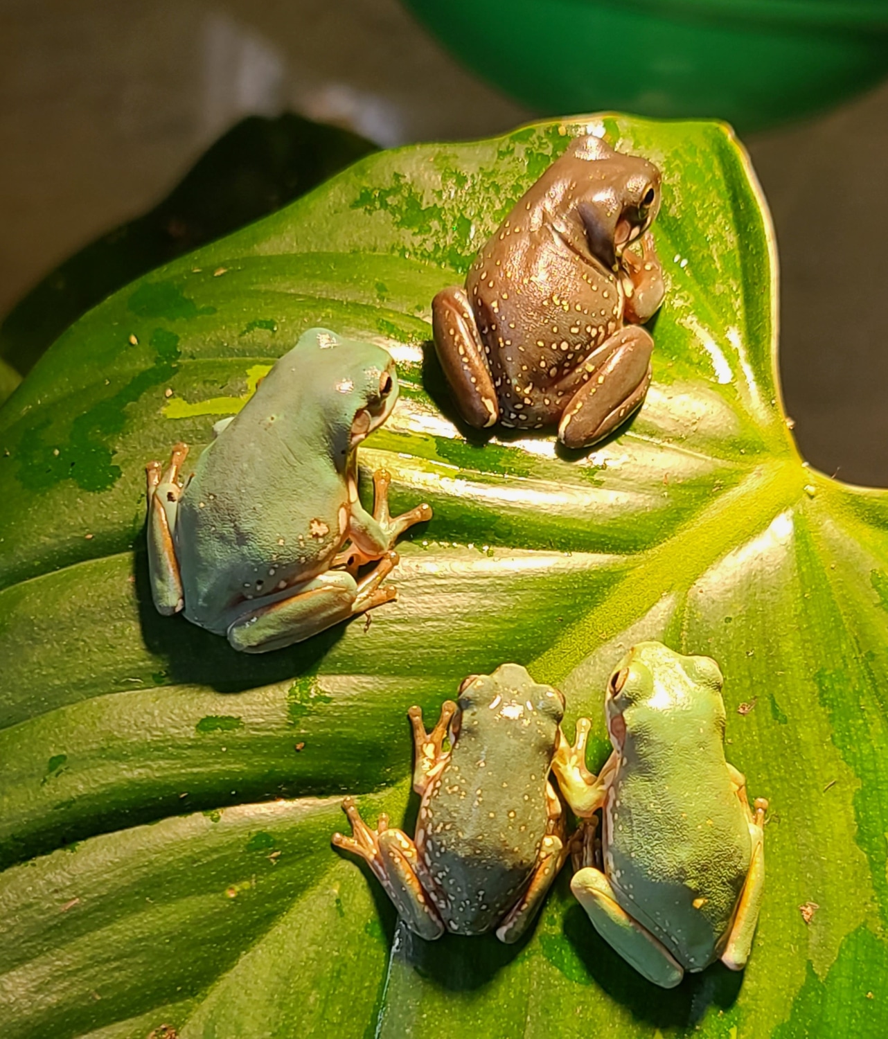 Snowflakes, Super Snowflakes White's Tree Frog by D & J's Exotics ...