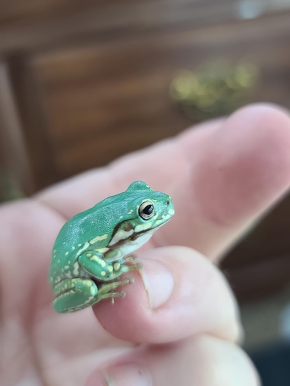 Super Snowflake Whites Treefrog White's Tree Frog by D & J's Exotics