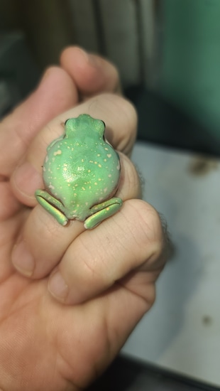 Super Snowflake Whites Treefrog White's Tree Frog by D & J's Exotics