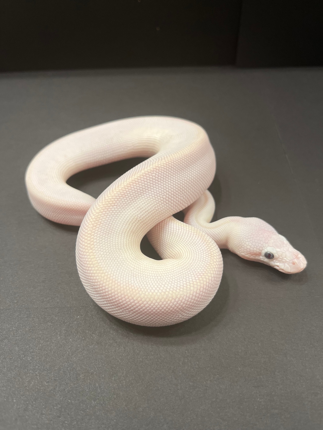 Lesser Mojave Bel Ball Python by JT Morphs - MorphMarket