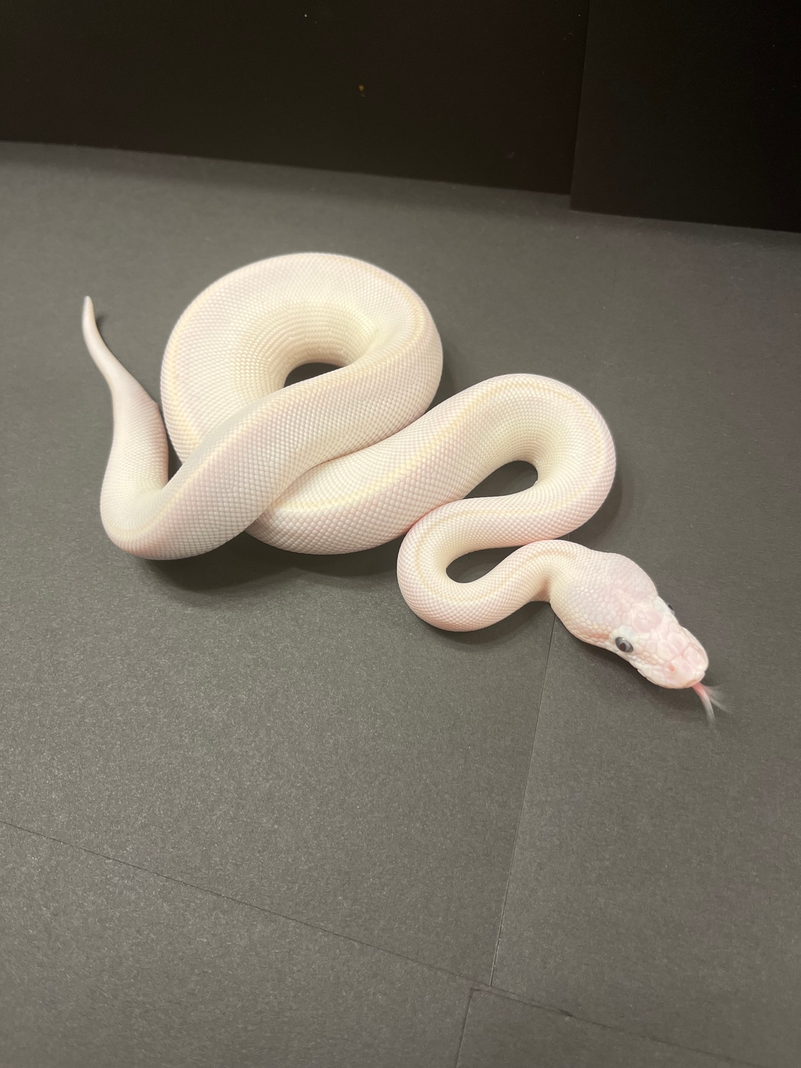 Lesser Mojave Bel Ball Python by JT Morphs - MorphMarket