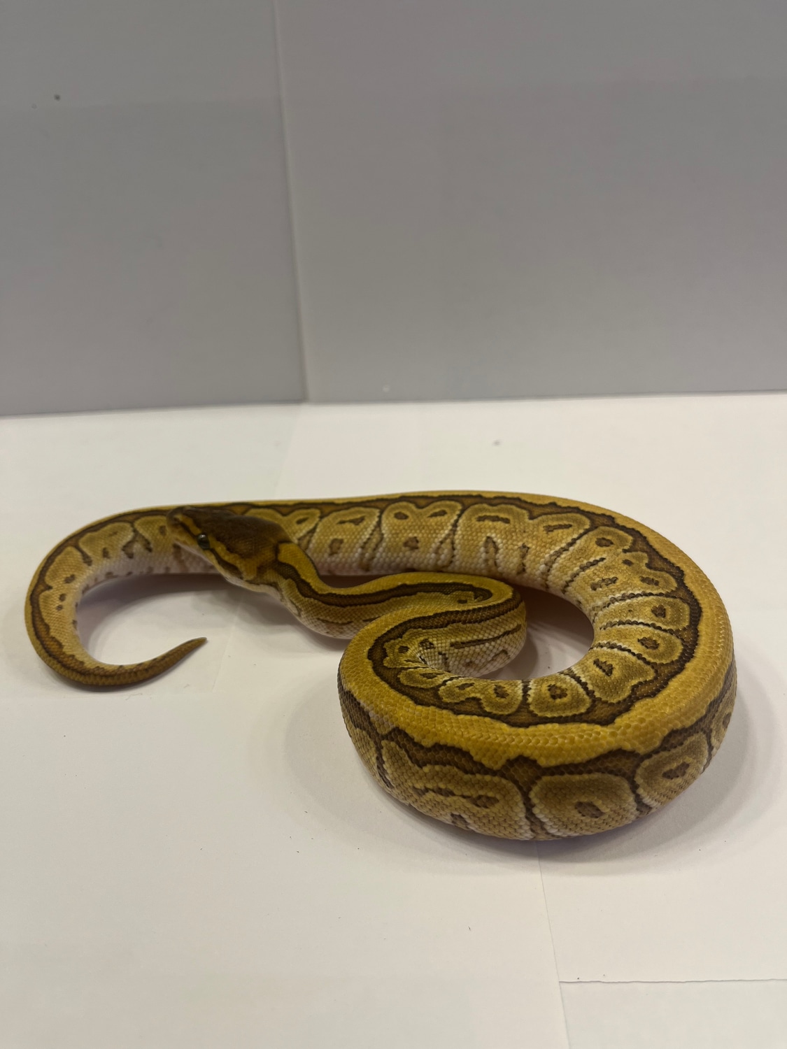Mojave Pinstripe Ball Python by JT Morphs - MorphMarket