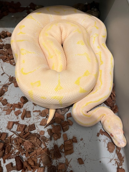 Albino Pinstripe Ball Python by JT Morphs