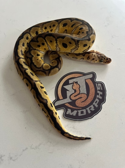 Pastel Clown Ball Python by JT Morphs