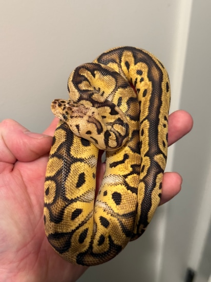 Pastel Clown Ball Python by JT Morphs