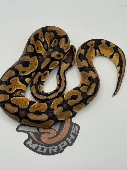Pastel Het Clown Ball Python by JT Morphs