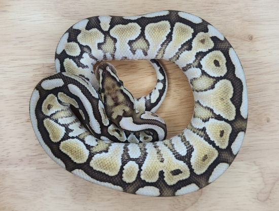 Lesser Spotnose Het Vpi Axanthic Possible Het Ultramel Ball Python by ...