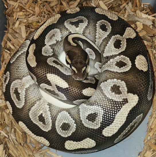 Mojave Ball Python by Music City Balls