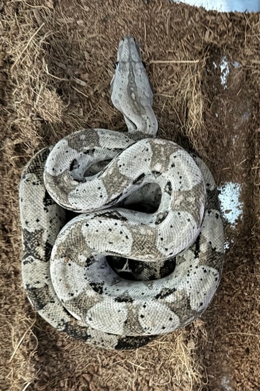 Crawl Cay Trio 1.2 Boa Constrictor by Tosetti Pythons & Boas