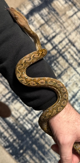 Male Pure SD Reticulated Python by Tosetti Pythons & Boas