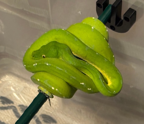 Sorong Female Green Tree Python by Tosetti Pythons & Boas