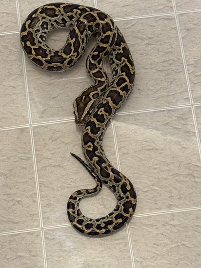 Dwarf Burmese Python Female by Tosetti Pythons & Boas