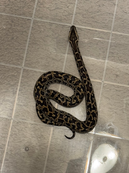 Dwarf Burmese Python Female by Tosetti Pythons & Boas