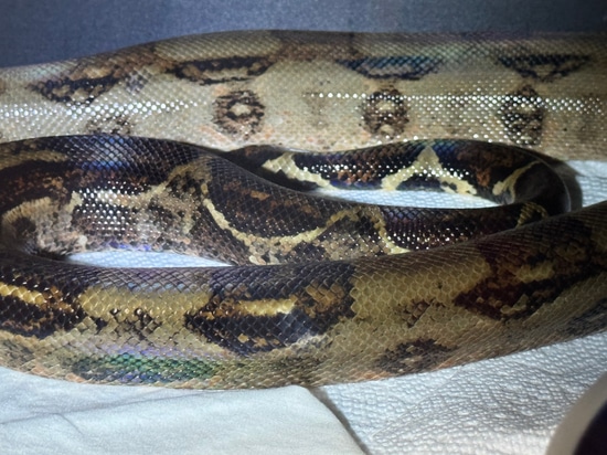 Corn Island Boa Boa Constrictor by Tosetti Pythons & Boas
