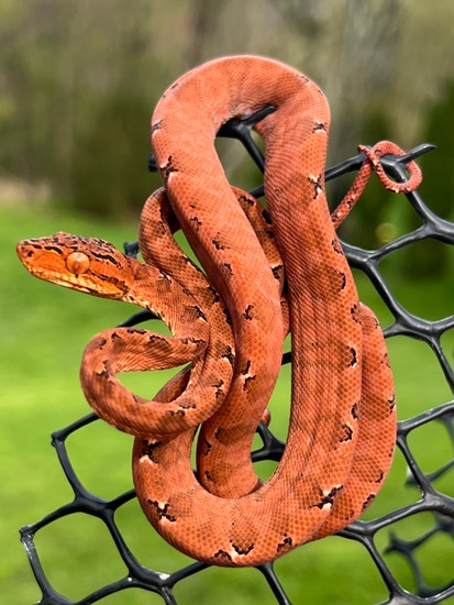 USCBB Amazon Tree Boa by JT Exotic Arboreal’s