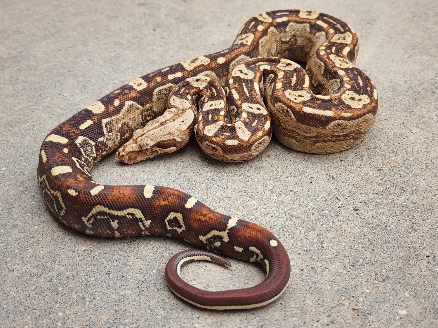 VPI Aztec Boa Constrictor by Josh Tracey Reptiles - MorphMarket