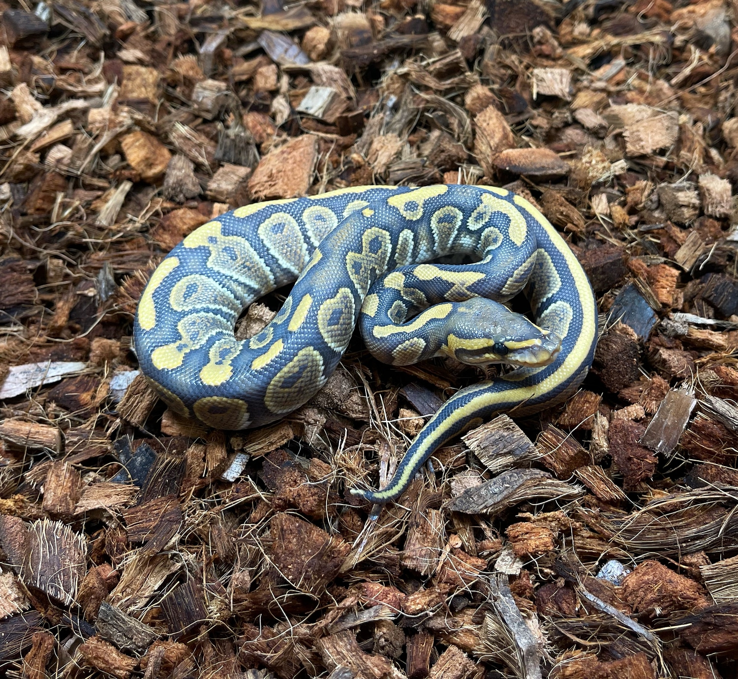 Chocolate Orange Ghost Ball Python by Brass Man Reptiles - MorphMarket