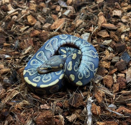 Chocolate Orange Ghost Ball Python by Brass Man Reptiles