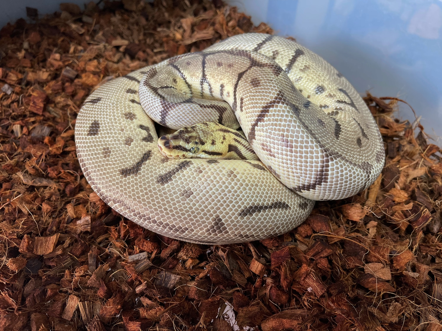 Proven Female Bumble Bee Leopard Ball Python by Brass Man Reptiles ...