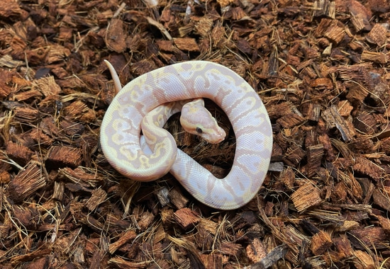 Coral Glow Inferno Ball Python by Brass Man Reptiles